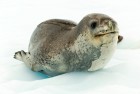 Seal Anatomy - Seal Facts and Information