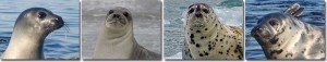 Seal Facts and Information - Seal Facts and Information